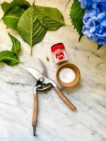 Tips on How to Care for Care for Cut Hydrangeas | Most Lovely Things