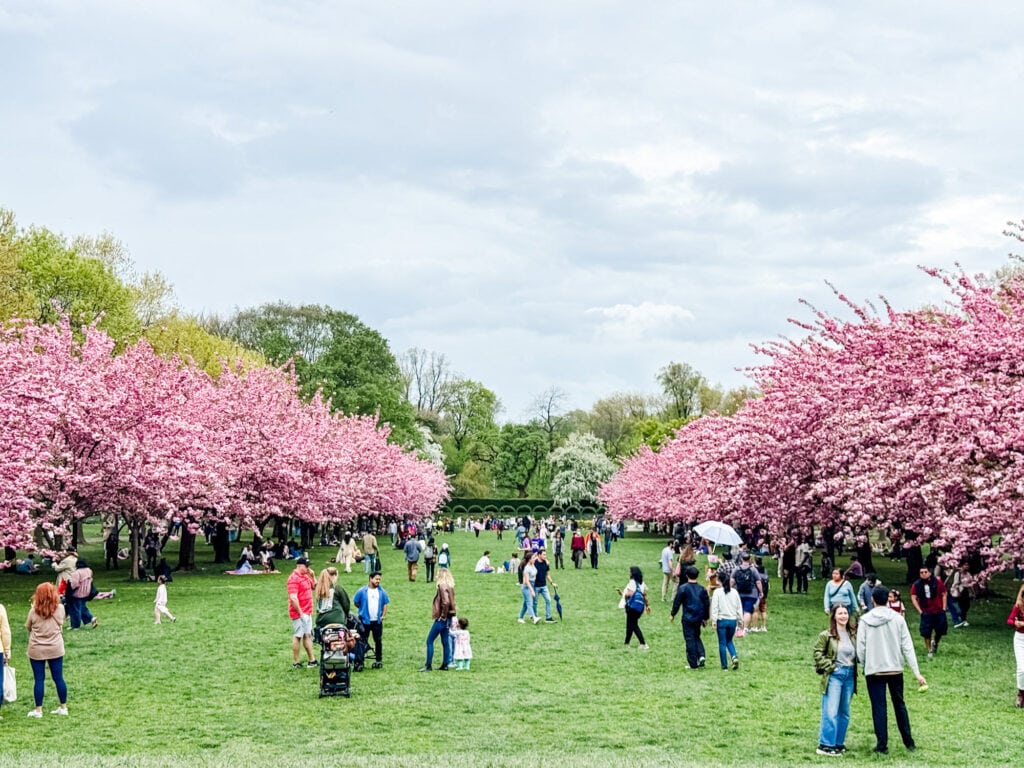 Why Brooklyn Botanic Garden is Worth a Visit - Especially in the Spring ...