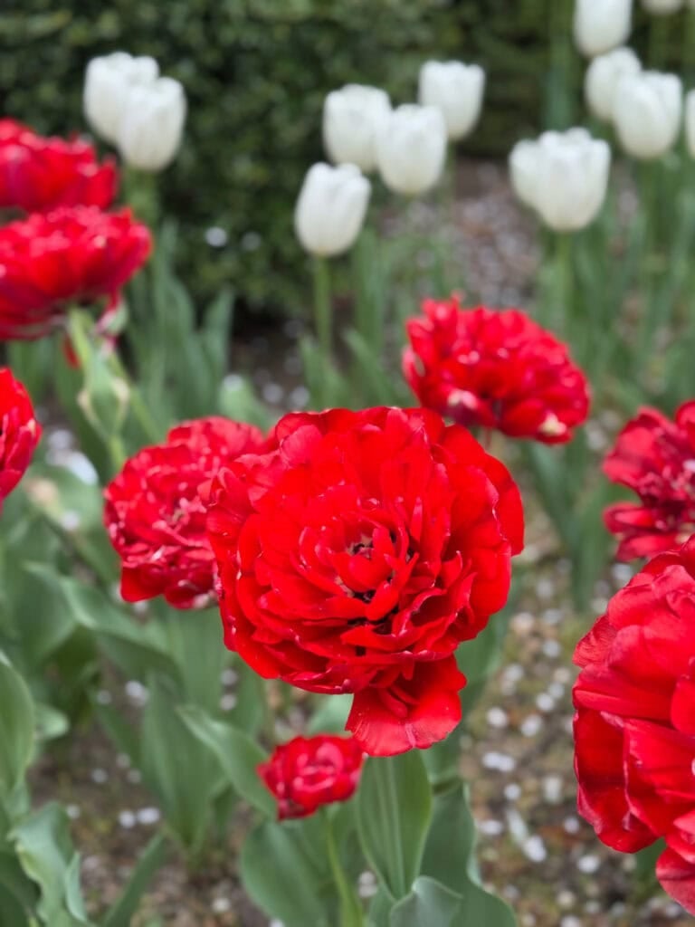 Why Brooklyn Botanic Garden is Worth a Visit - Especially in the Spring ...